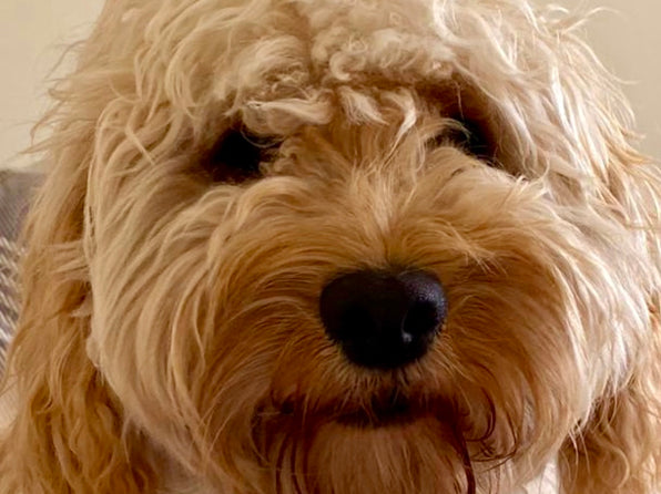 Introducing our Chairman (and favourite Mascot!) – Vino Fandango